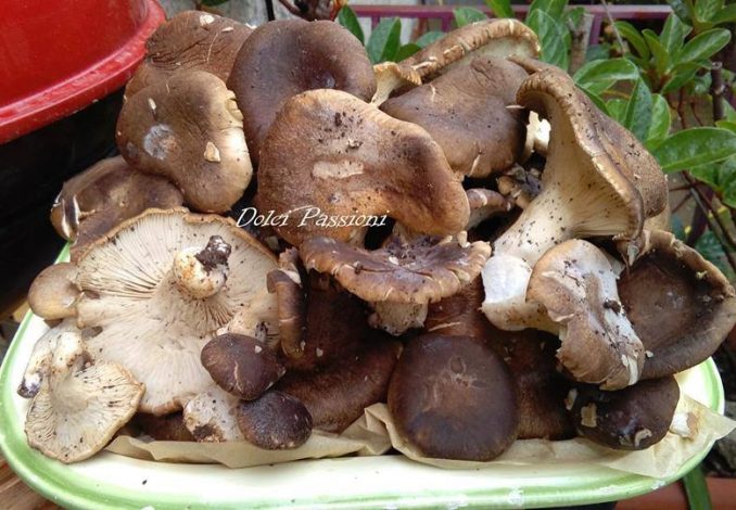 Cavatelli ( preparati a mano) con Cardoncelli verdura, funghi ...